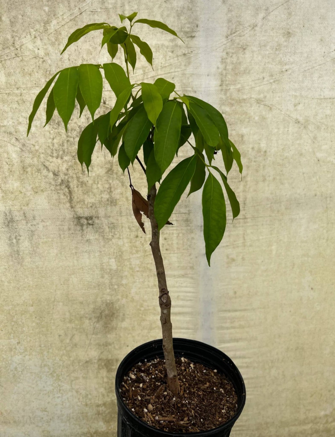 Lychee Tree - Air Layered/ Large Roots and Ready to Plant : Hak Ip - Etsy