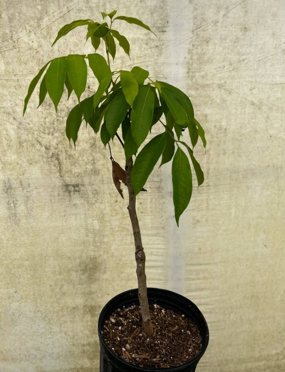 Lychee Tree Air Layered/ Large Roots and Ready to Plant : - Etsy