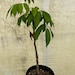 Lychee Tree - Air Layered/ Large Roots and Ready to Plant : Hak Ip - Etsy