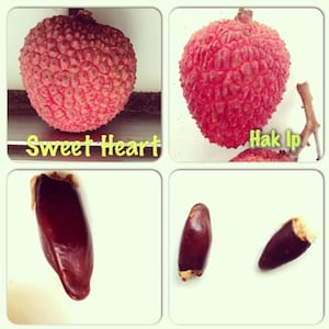 Lychee Tree - Air Layered/ Large Roots and Ready to Plant : Hak Ip - Etsy