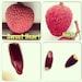 Lychee Tree - Air Layered/ Large Roots and Ready to Plant : Hak Ip - Etsy