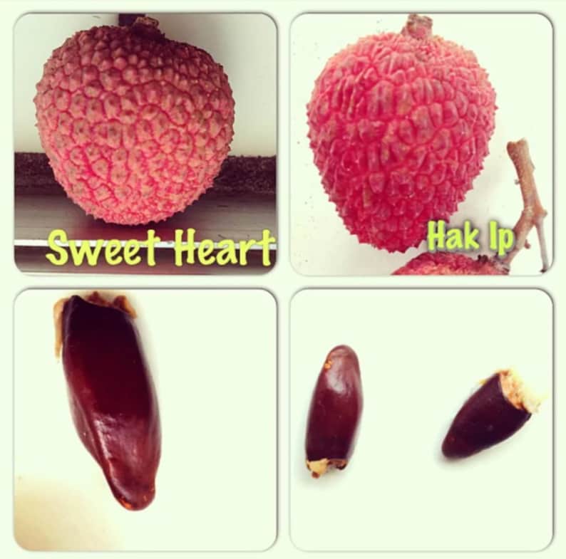 Lychee Tree - Air Layered/ Large Roots and Ready to Plant : Hak Ip - Etsy