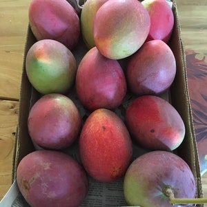 Rosigold Dwarf Mango Tree Grafted - Etsy