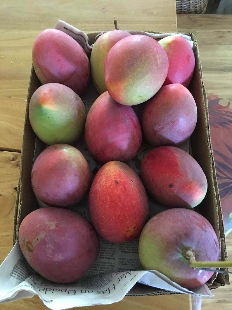 Rosigold Dwarf Mango Tree Grafted - Etsy