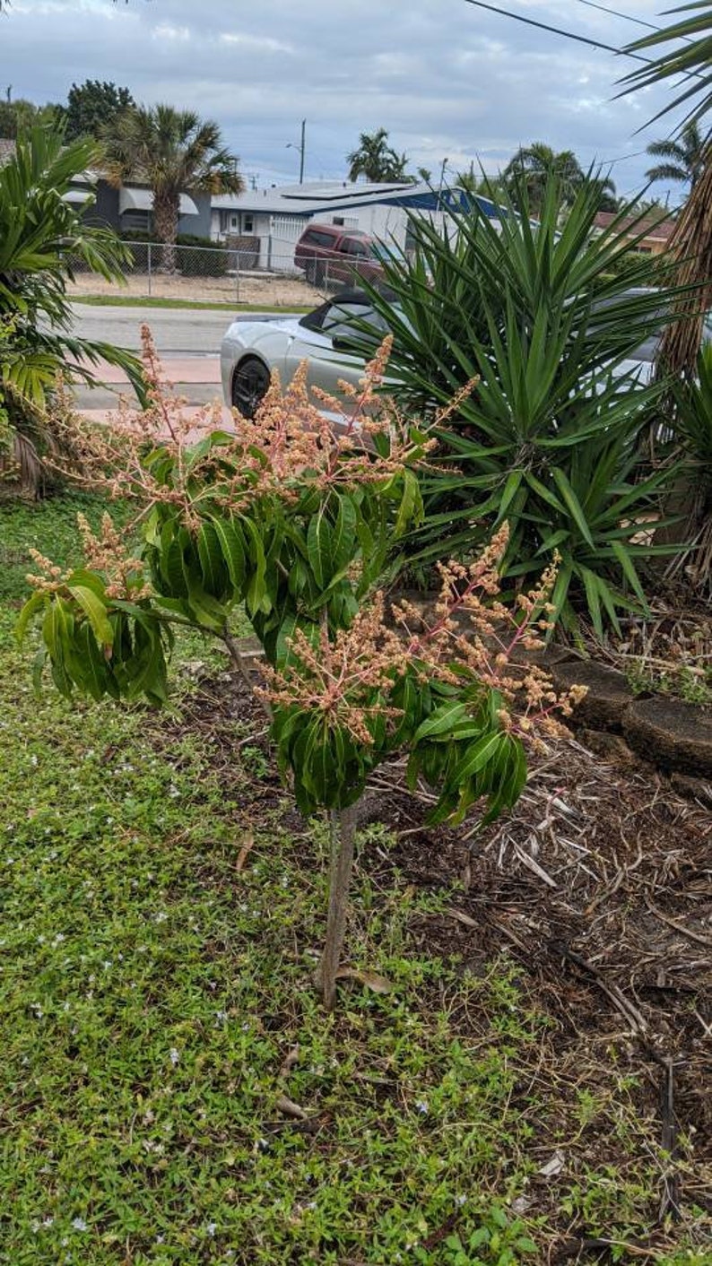 Irwin Mango Tree - Etsy