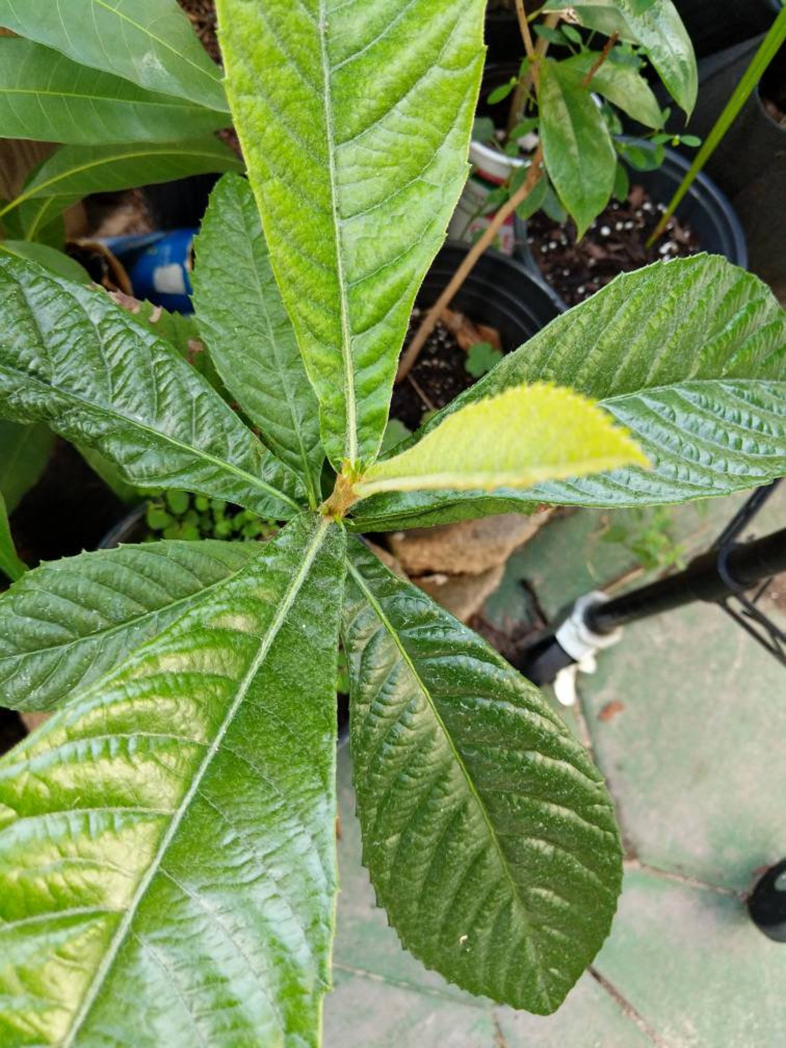 Golden Gem Florida Loquat Tree Dwarf Grafted Variety - Etsy