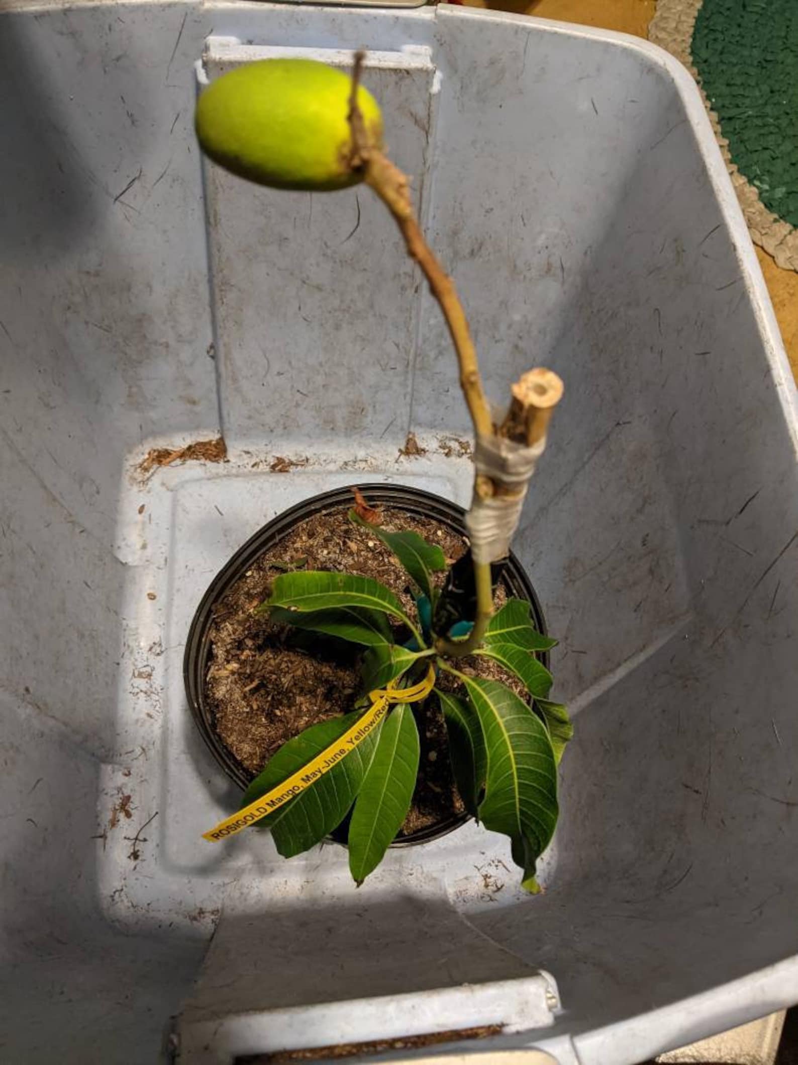 Irwin Mango Tree - Etsy