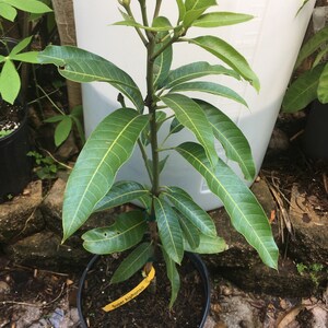 Super Alphonso Grafted Mango Tree - Etsy