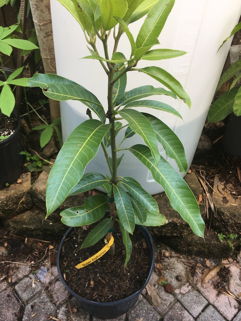 Super Alphonso Grafted Mango Tree - Etsy