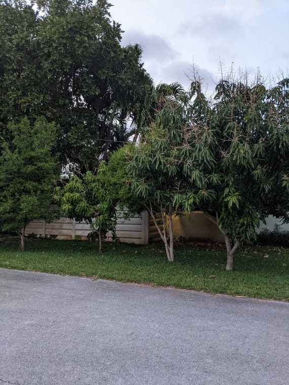 Irwin Mango Tree - Etsy