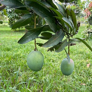 Ceci Love Dwarf Mango Tree - Etsy