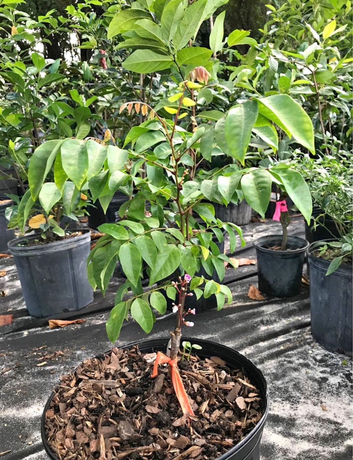 Grafted Starfruit Tree - Arkin Variety - NEW ITEM ( Carambola ) - Etsy