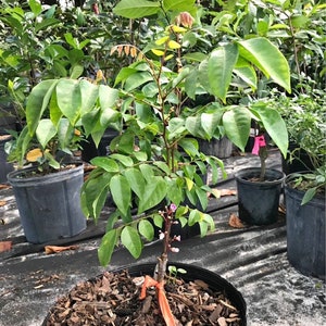 Grafted Starfruit Tree - Arkin Variety - NEW ITEM ( Carambola ) - Etsy