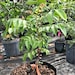 Grafted Starfruit Tree - Arkin Variety - NEW ITEM ( Carambola ) - Etsy