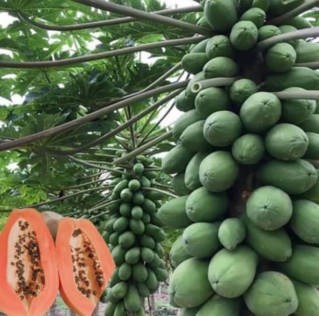 Strawberry Red Papaya Sunrise Solo Ships Worldwide Papaya Seed 30 Pack ...