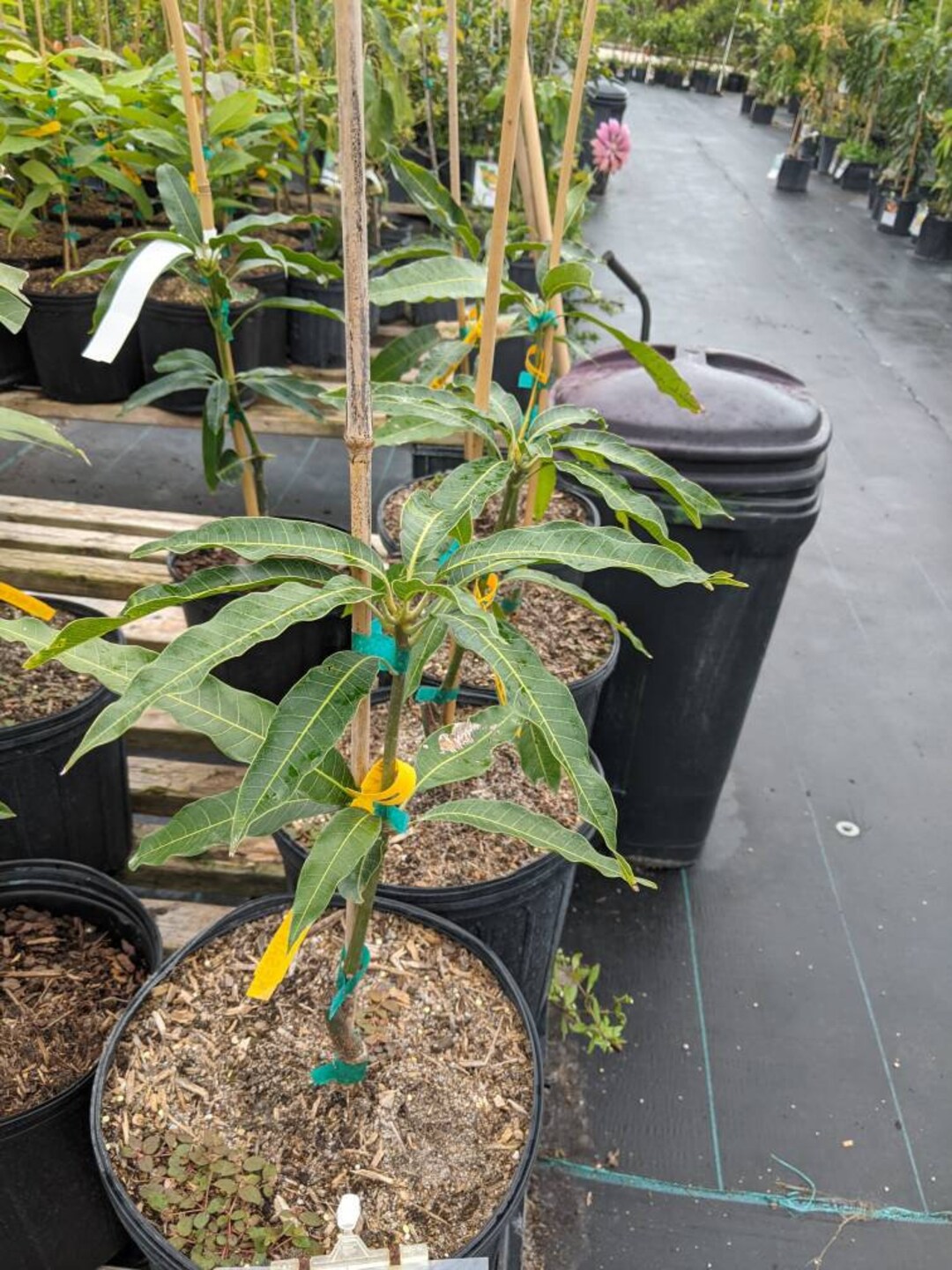 Pickering Mango Tree Grafted - Etsy