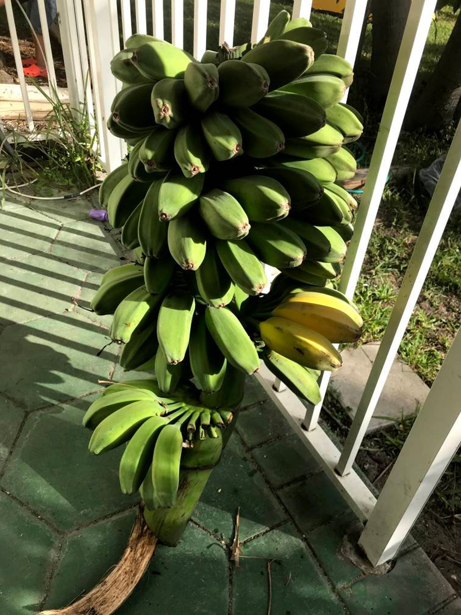 Saba Banana Tree Pup - Musa Acuminata X Balbisiana 2 - 3 Feet TALL ...