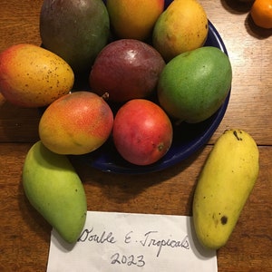 Live Mango Trees - Grafted - Many Variaties: Pina Colada, Super ...