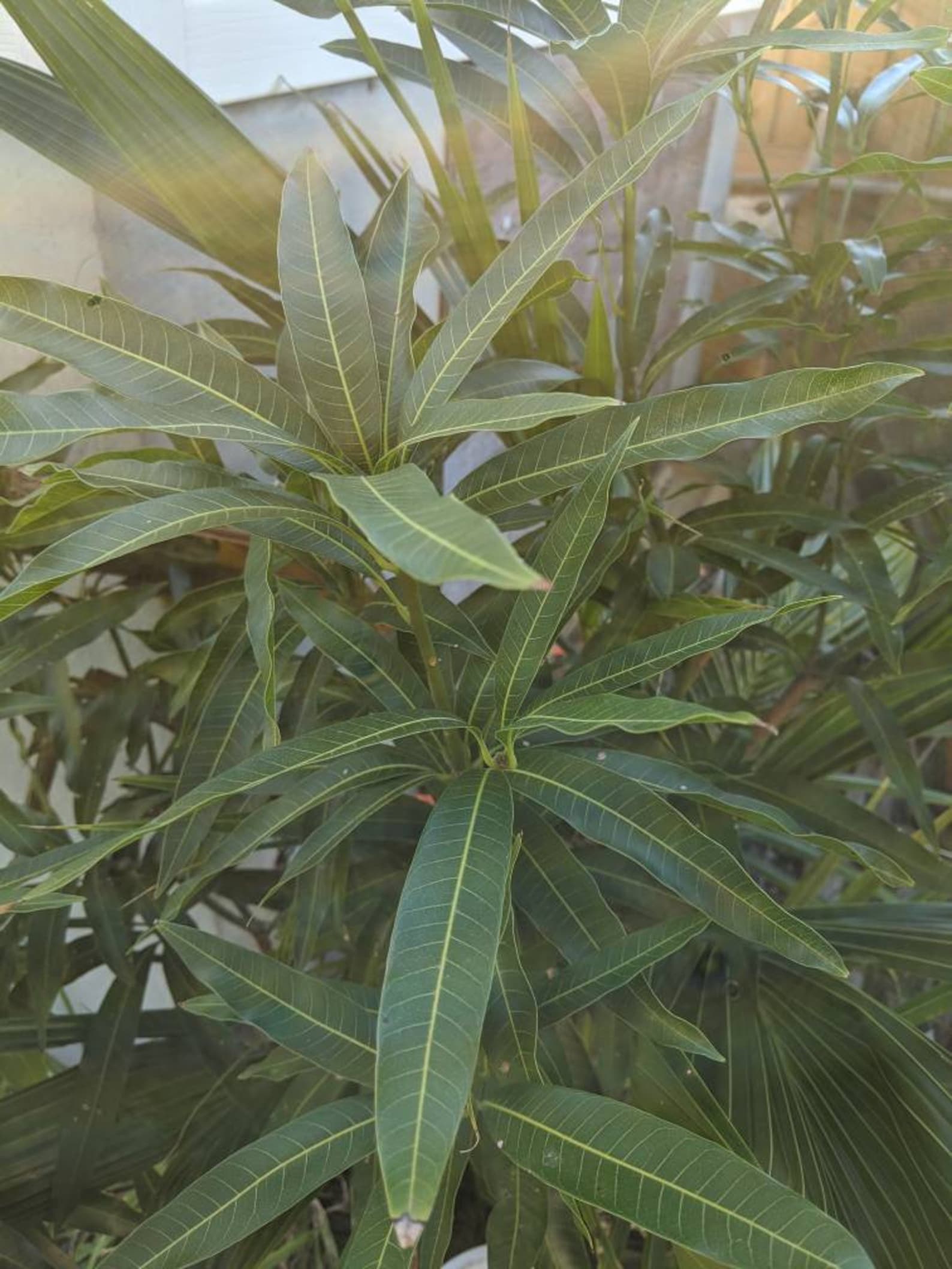 Ice Cream Dwarf Mango Tree Grafted 18 to 24 - Etsy