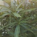 Ice Cream Dwarf Mango Tree Grafted - 18" to 24" - Etsy