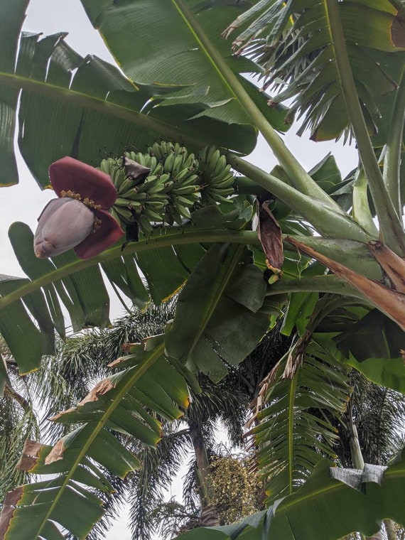 Saba Banana Tree Pup Musa Acuminata x Balbisiana 2 3 feet | Etsy