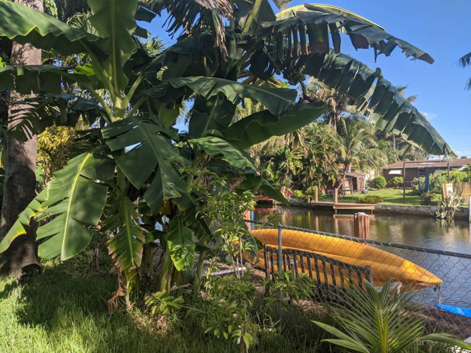 Saba Banana Tree Pup Musa Acuminata X Balbisiana 2 3 Feet | Etsy
