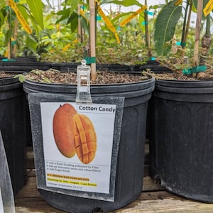 Cotton Candy Mango Tree Dwarf Variety - Etsy
