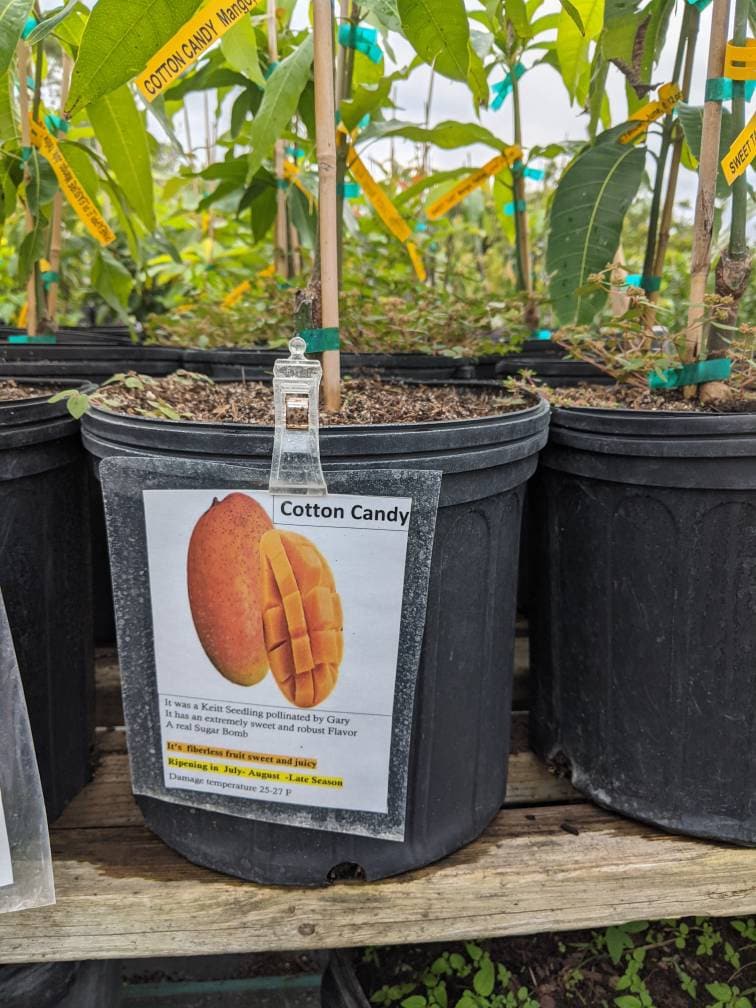 Cotton Candy Mango Tree Dwarf Variety - Etsy