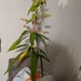 Rosigold Dwarf Mango Tree Grafted - Etsy