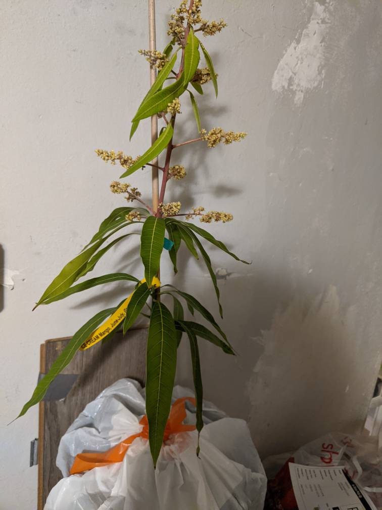 Rosigold Dwarf Mango Tree Grafted - Etsy