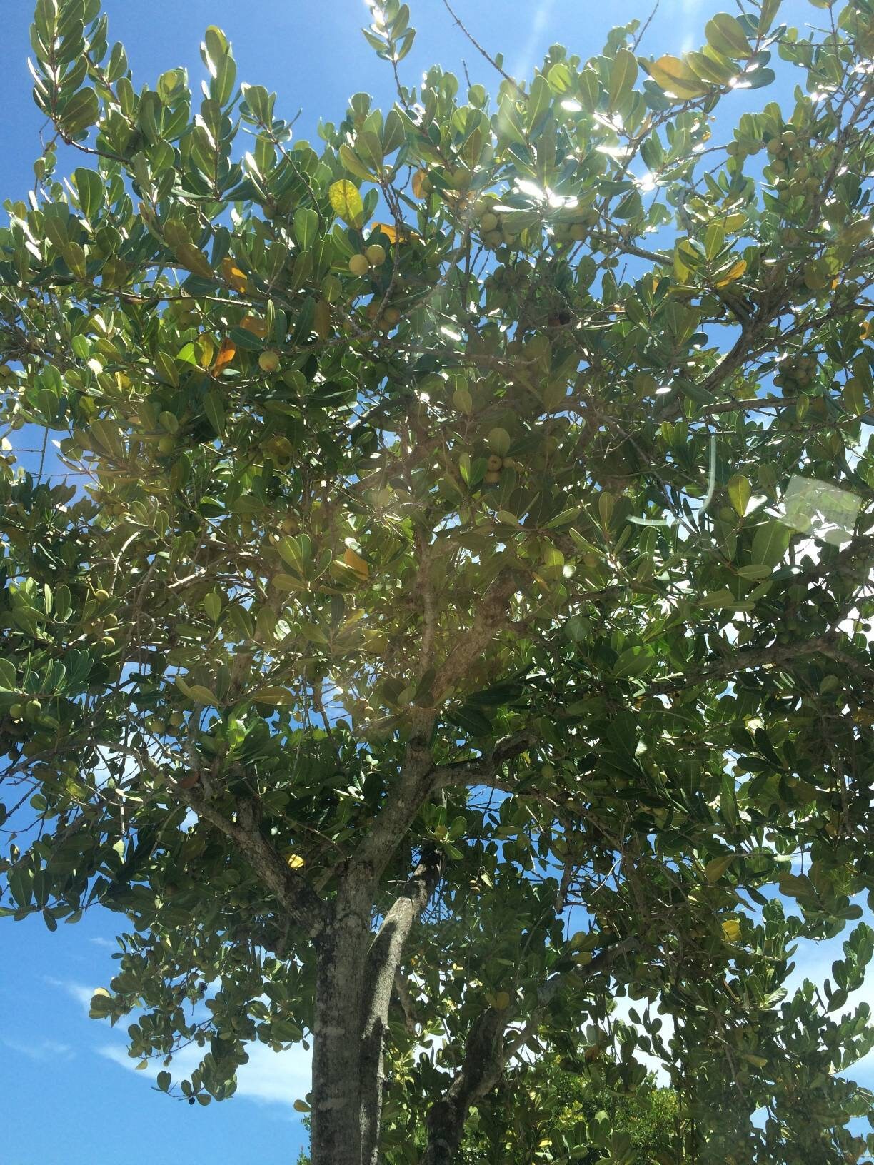 Irwin Mango Tree - Etsy