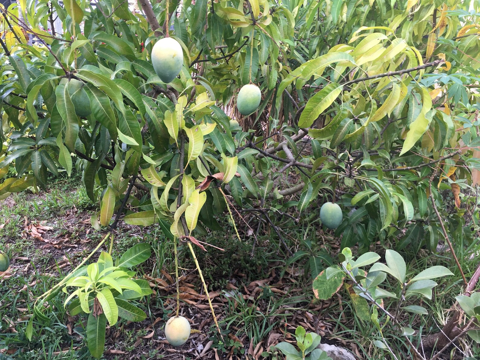 Julie Mango Tree Grafted - Etsy