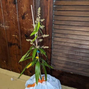 Ice Cream Dwarf Mango Tree Grafted - 18" to 24" - Etsy