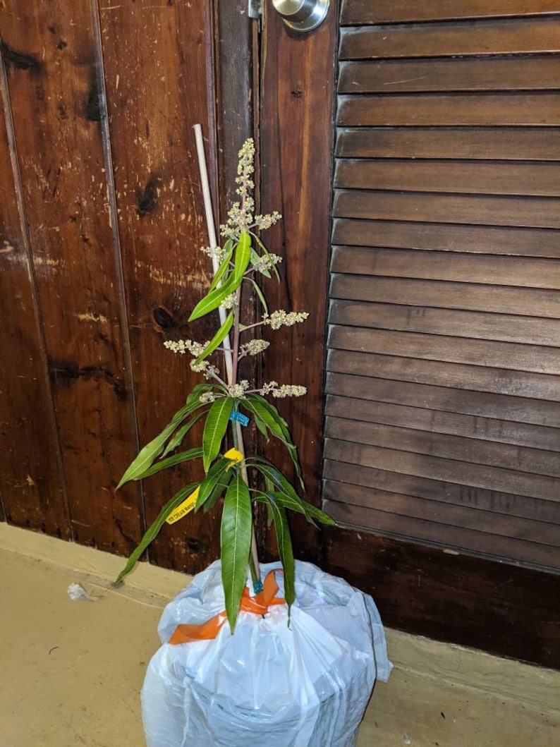 Ice Cream Dwarf Mango Tree Grafted - 18" to 24" - Etsy