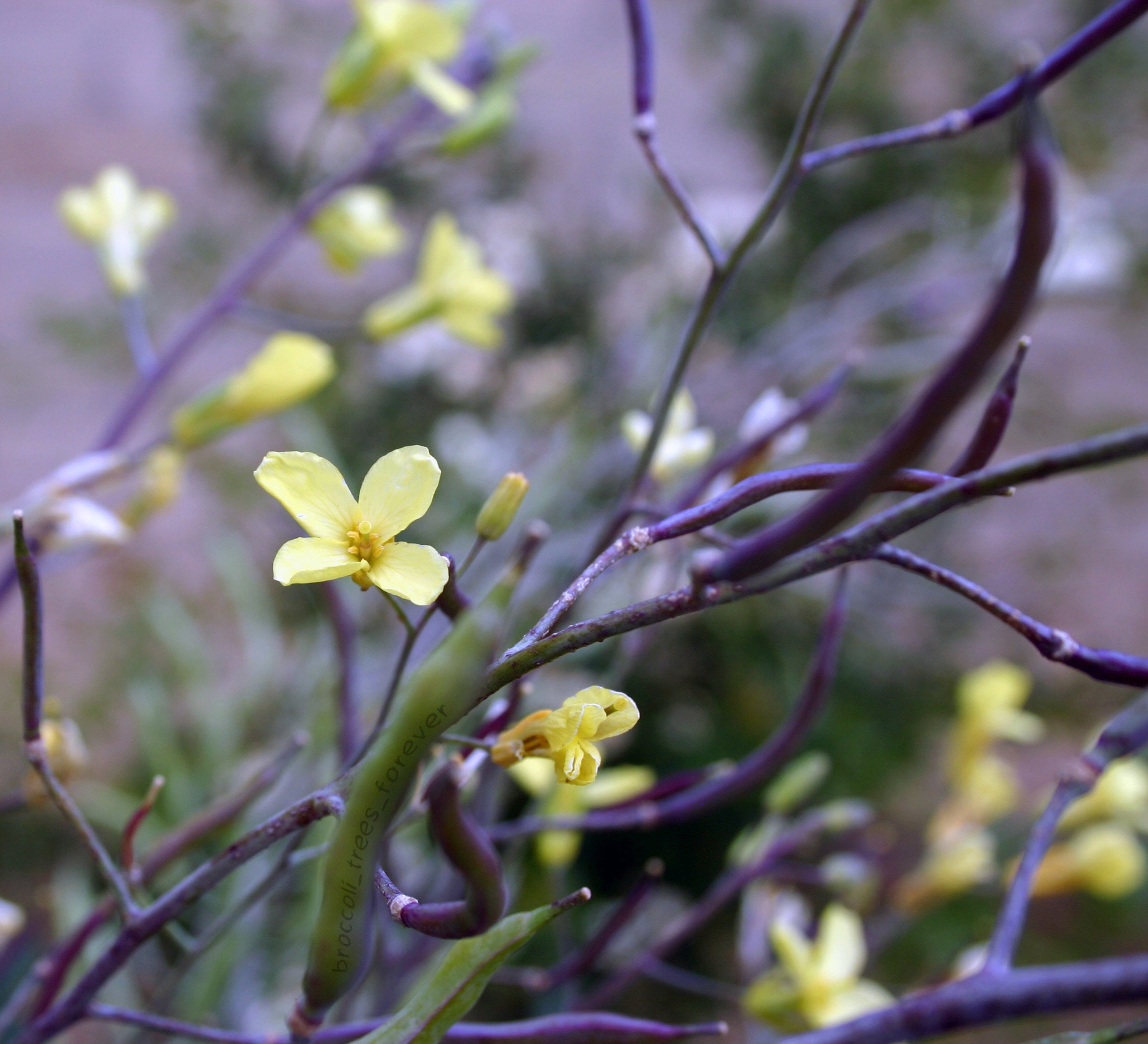 Purple Tree Collard Seeds 15/50/100 Seeds Organic Kale - Etsy
