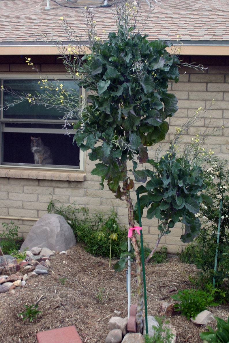 Purple Tree Collard Seeds 15/50/100 Seeds Organic Kale - Etsy