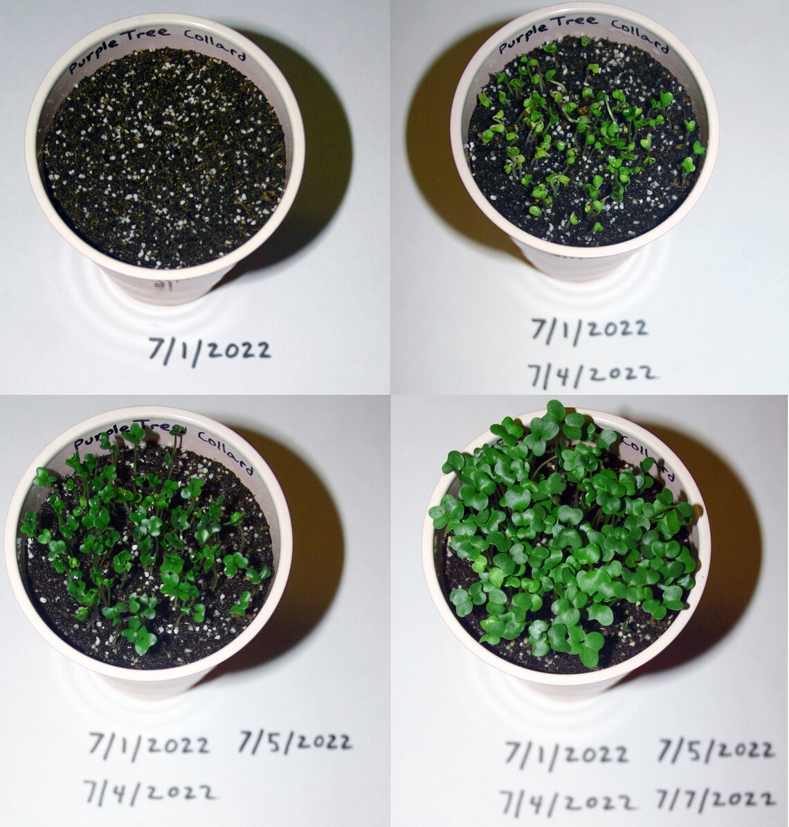 Purple Tree Collard Seeds 15/50/100 Seeds Organic Kale - Etsy