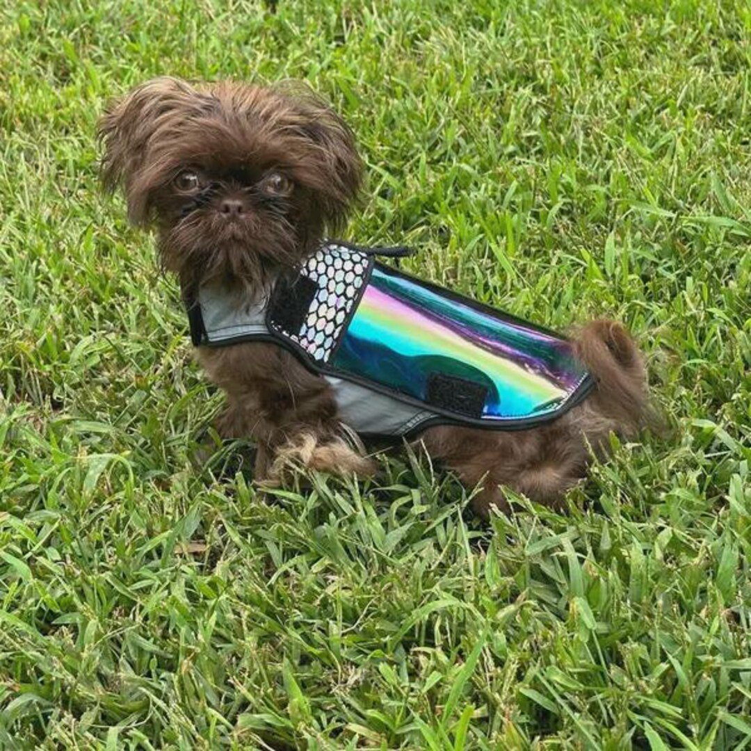 Dog Protective X-sml Safety Jacket, Extra Small Birds of Prey Raptor ...