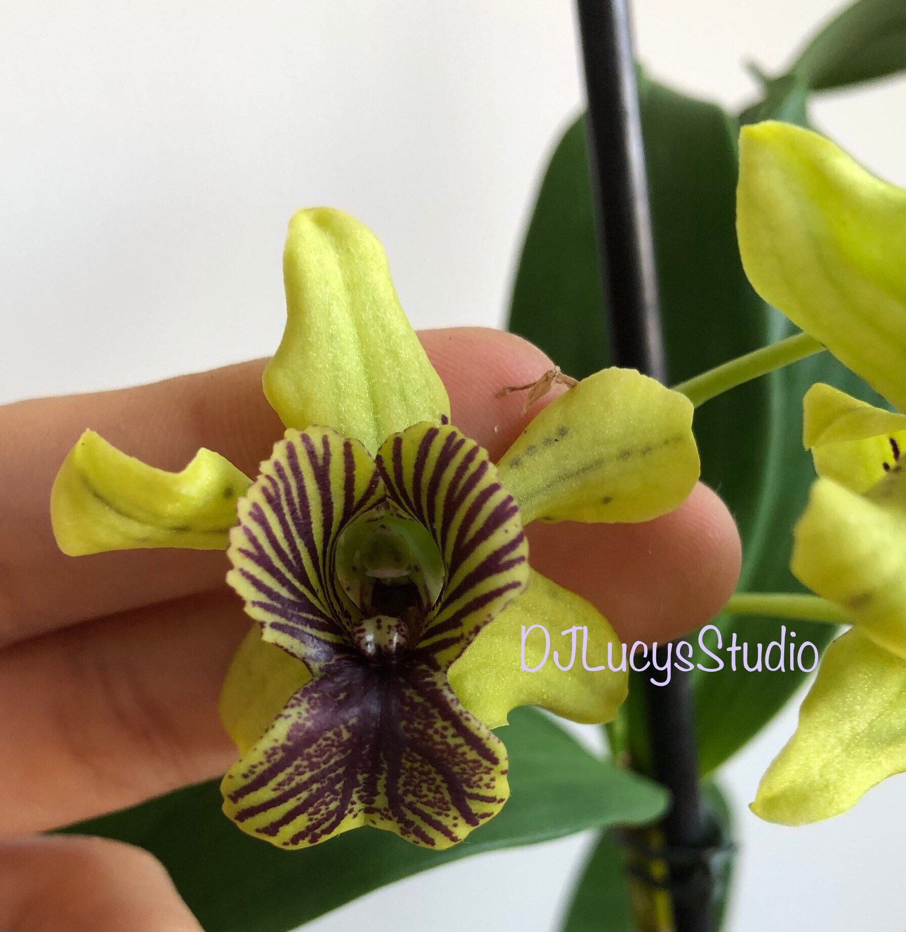Latouria Type Dendrobium Green Flash | Etsy