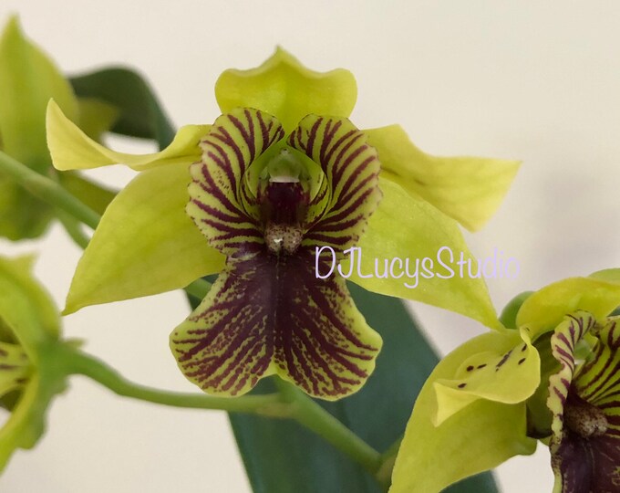 Latouria Type Dendrobium Green Flash - Etsy