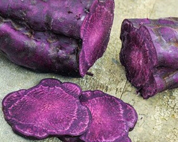 Molokai Purple Sweet Potato (6 Slips) - Etsy