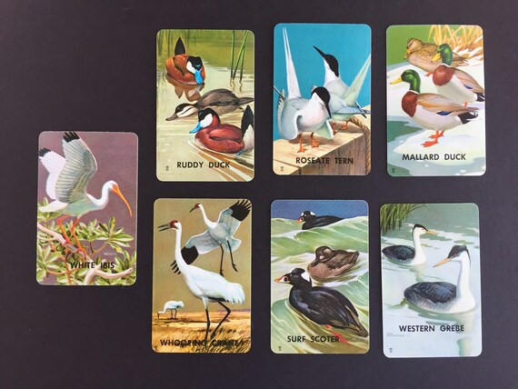 Vintage Bird Picture Flashcards-color Waterbird Trading Cards - Etsy
