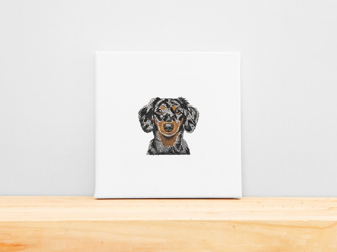 Dapple Dachshund - Merle Coat, Cute Breed, Fun Project, Realistic ...