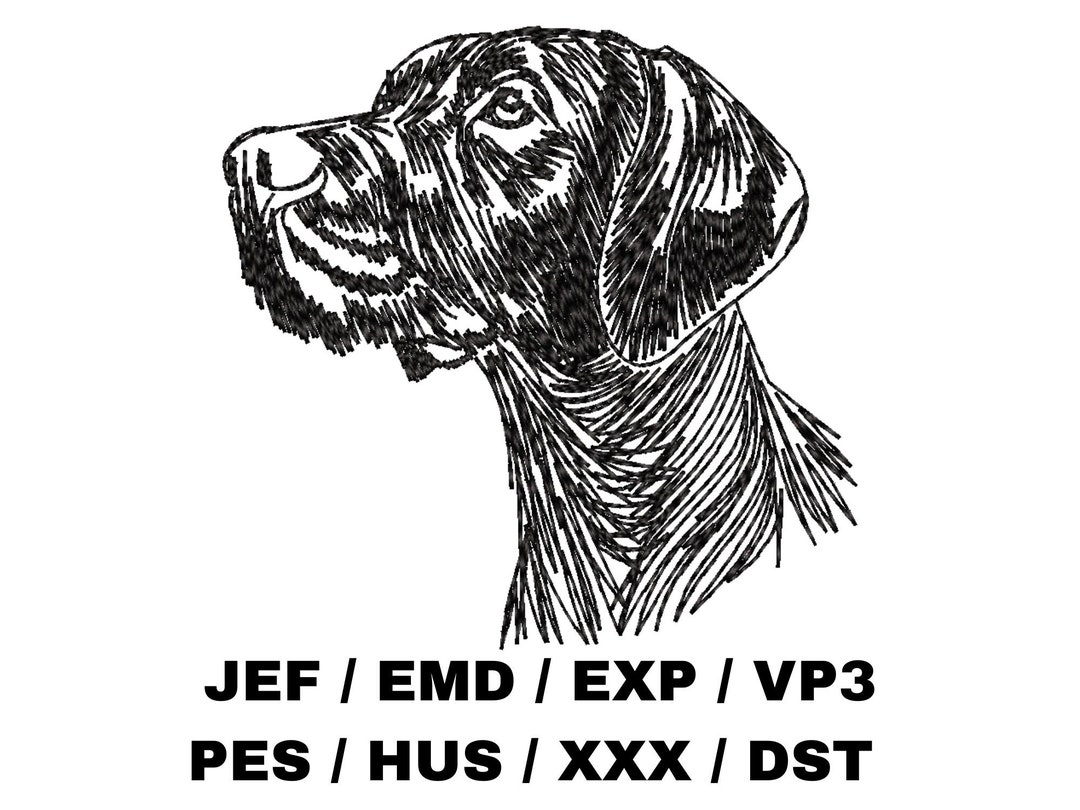German Shorthaired Pointer Sketch, GSP - Popular Breed, Pet Owner, Dog ...