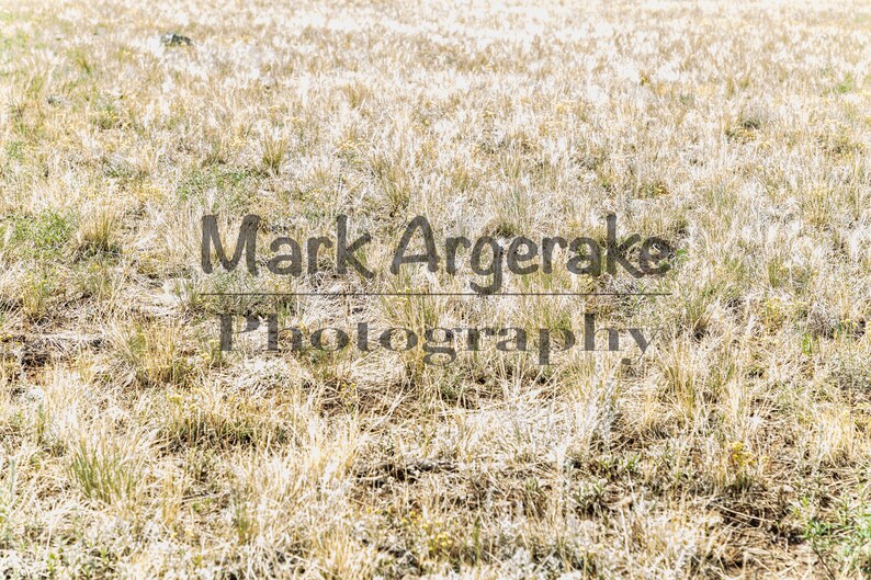 Green Grass Lawn Photo Backgrounds: 3 JPG Textures (digital Download ...