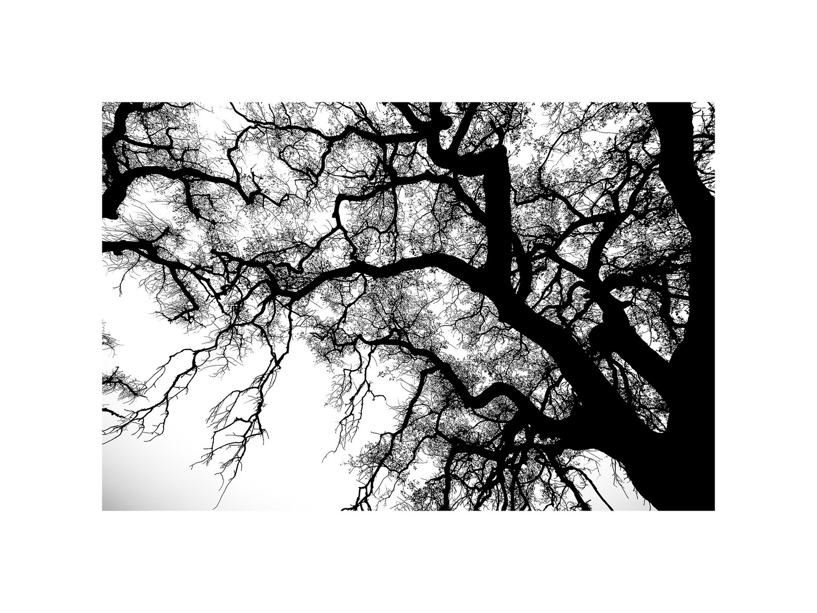 Tree Branch Silhouette Framed Three Print Wall Cluster - Etsy