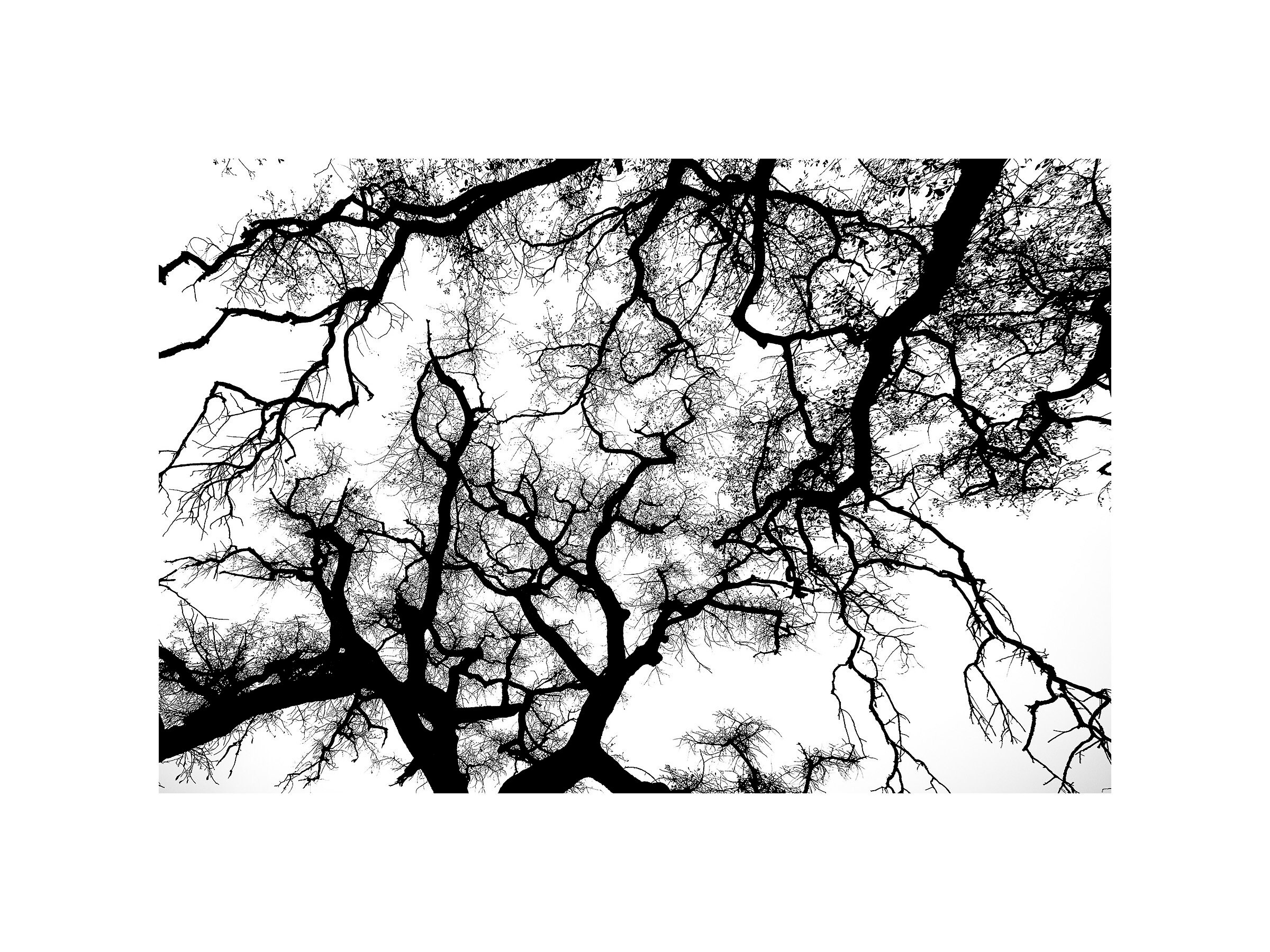 Tree Branch Silhouette Framed Three Print Wall Cluster - Etsy