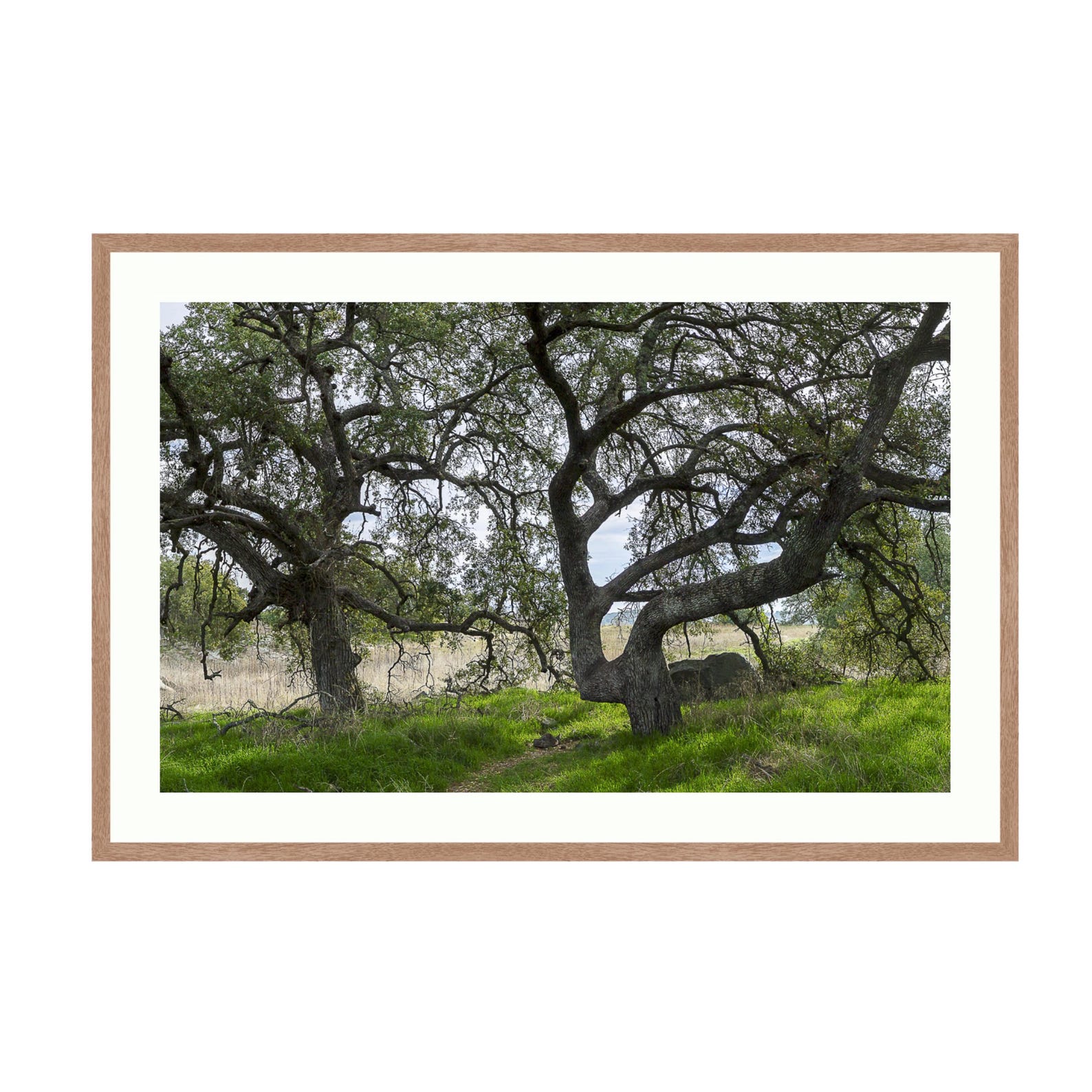 Santa Rosa Plateau Tree Print: California Nature Photography, Fine Art ...