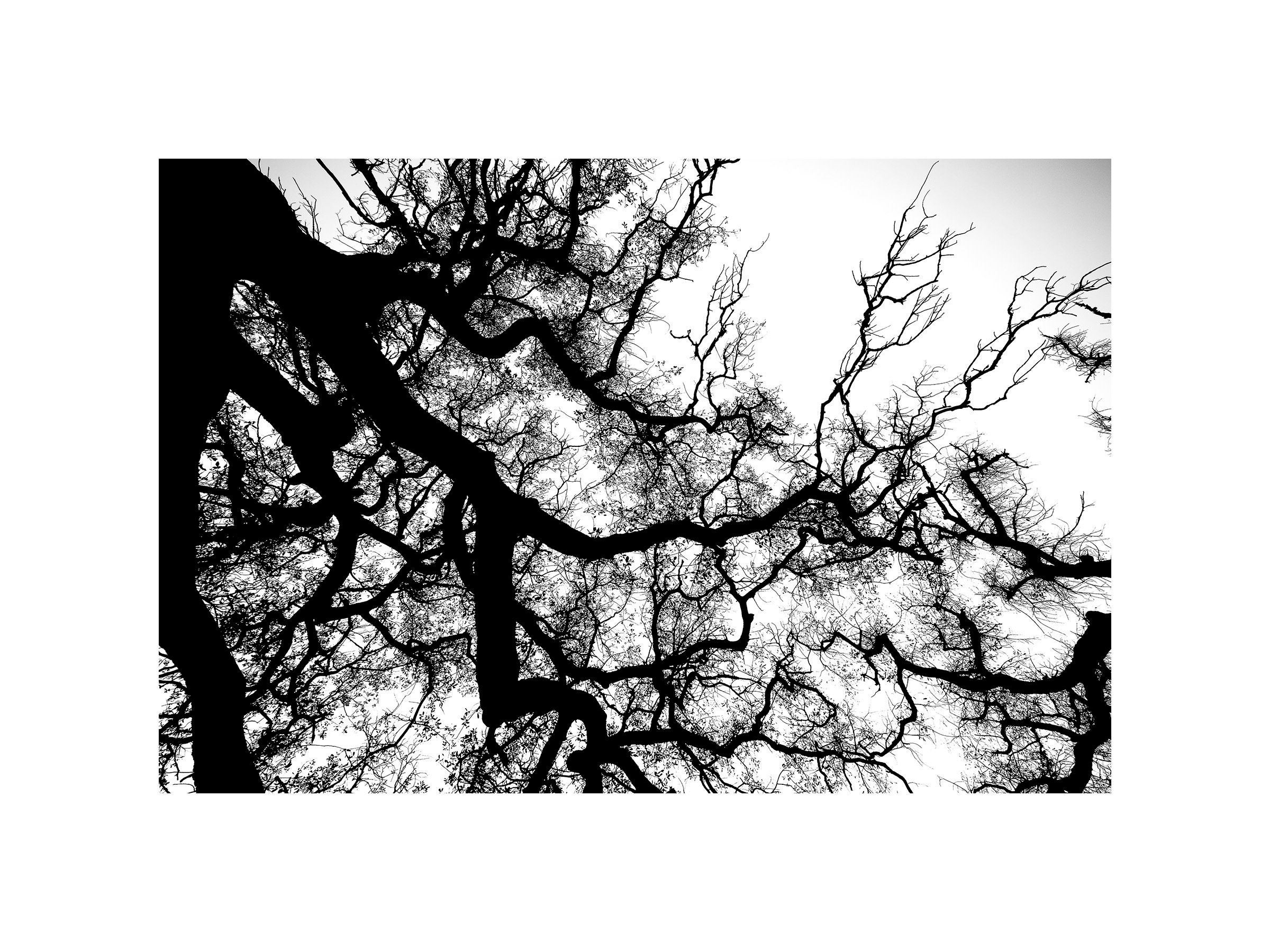 Tree Branch Silhouette Framed Three Print Wall Cluster - Etsy