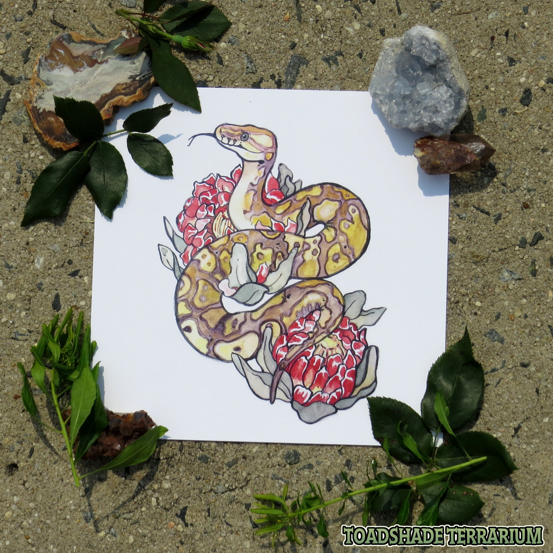 Ball Python Original Art Print Floral Watercolor 8x8 - Etsy